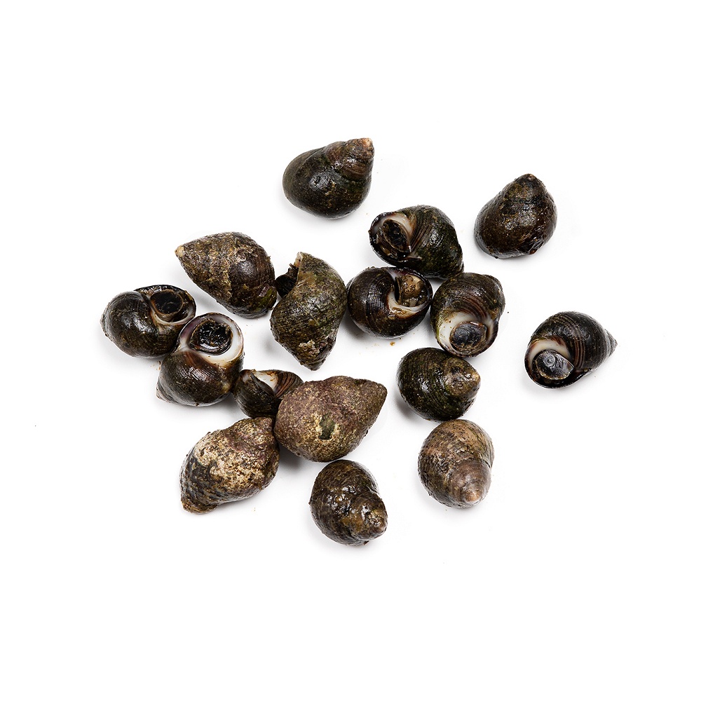 Periwinkles - Shellfish Ireland