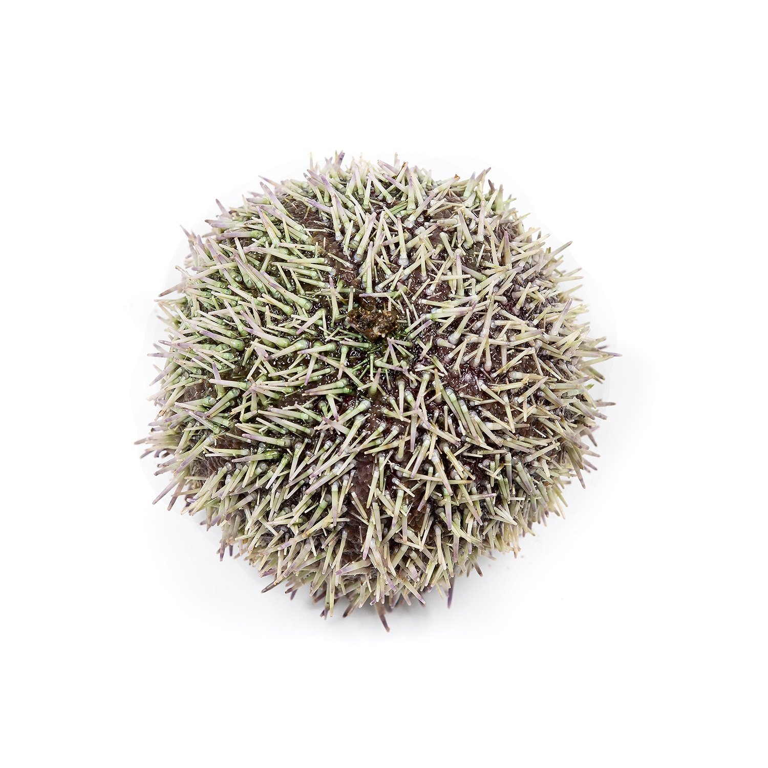 Sea Urchins - Shellfish Ireland
