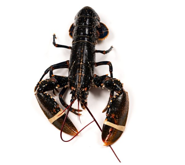 Lobster - Shellfish Ireland